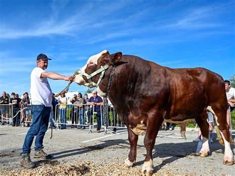 Pontarlier Les Taureaux De Monte Naturelle Lhonneur Loccasion De