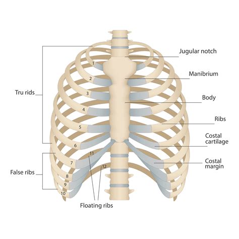 Bones Of The Human Chest Bones Of The Chest With The Name And