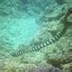 The Turtlehead Sea Snake Whats That Fish