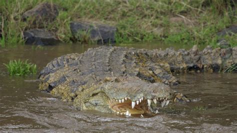 Háromszáz embert ölhetett meg Gustave a krokodil 24 hu