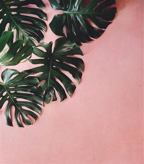 Monstera Leaf Wallpaper Hd