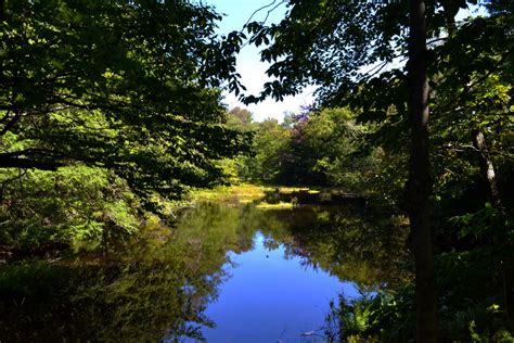 Free Images Landscape Tree Nature Forest Swamp Wilderness Leaf