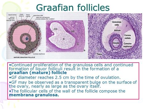 Graafian Follicle Histology Slides Female Reproductive