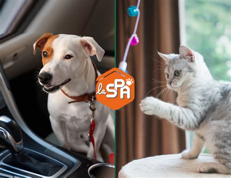 Feu Vert et la Société Protectrice des Animaux SPA Ensemble pour