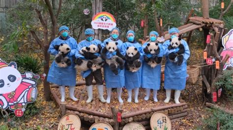 Panda Cubs Greet Visitors Ahead Of New Year SHINE News