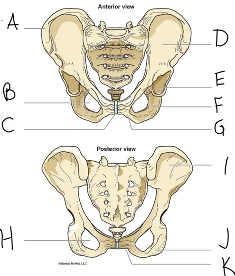 Pelvic Girdle Diagram Quizlet