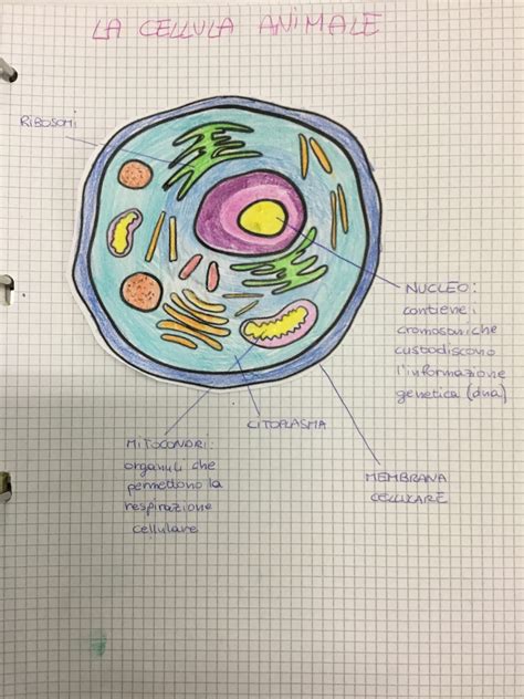 LA CELLULA Blog Di Maestra Mile