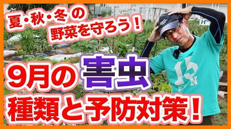 家庭菜園や農園の秋冬野菜栽培を害虫から守る9月の害虫種類と被害予防の害虫対策農家直伝Tips for pest control for
