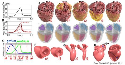 a kinematic approach for efficient and robust simulation of the cardiac beating motion