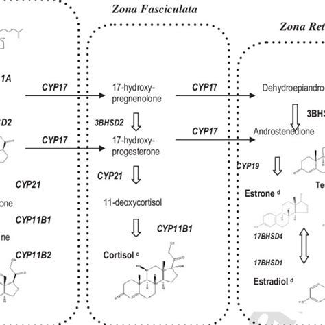 Principal Pathways In Steroid Biosynthesis Where A Major Progestagen
