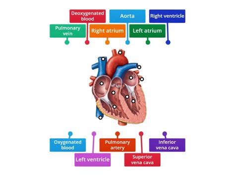 The Human Heart Labelled Diagram