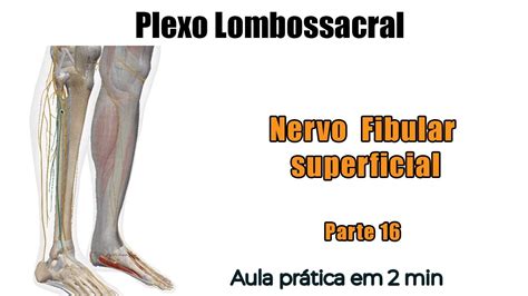 Plexo Lombossacral Nervo Fibular Superficial Anatomia Humana YouTube