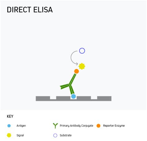 Elisa Guide Part Introduction To Elisa Formats And Signal