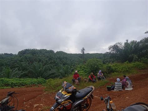 Riset Dan Aksi Kesehatan Dan Keselamatan Kerja Di Perkebunan Sawit