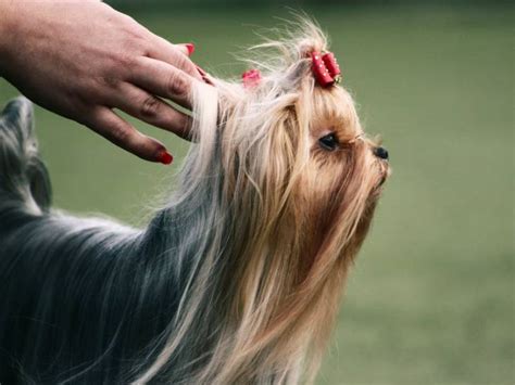 Chien D Exposition Les 20 Races De Chiens Les Plus Populaires En