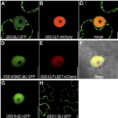 Subcellular Localization Of Full Length And Truncated Versions Of BLI