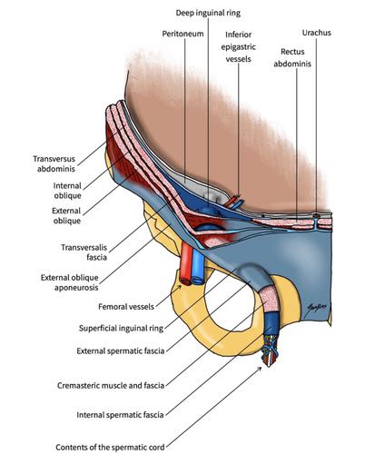 GUA2 A Inguinal Canal Male External Genitalia Flashcards Quizlet