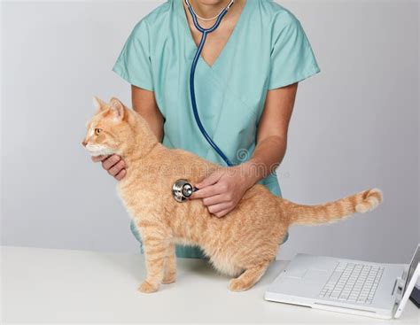 Veterinarian Doctor With Cat In Veterinary Clinic Stock Image Image