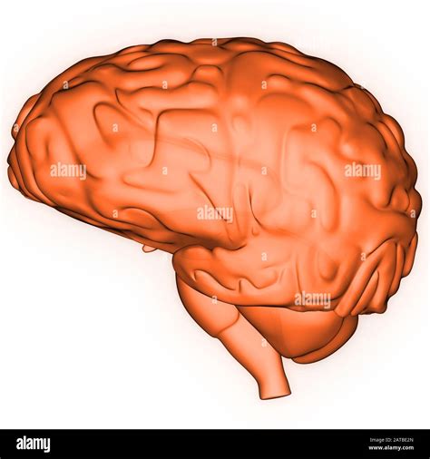 Cerebro de órgano interno humano con sistema Nervioso Anatomía