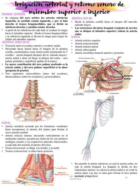 SOLUTION Irrigación arterial y retorno venoso de miembro superior e
