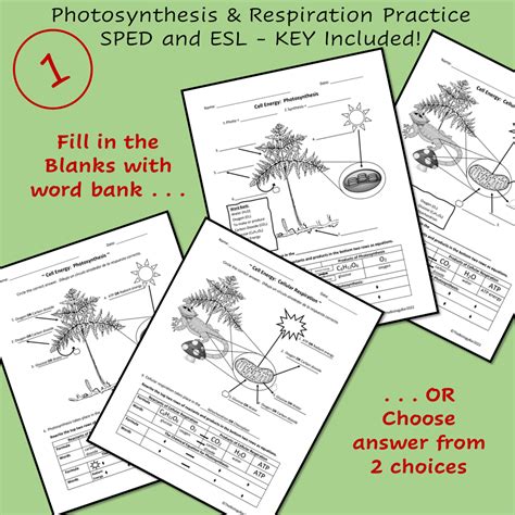 ESL Biology Photosynthesis And Cellular Respiration 3 Worksheets Made