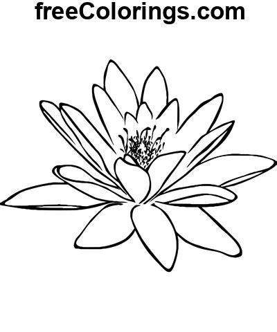 Lotus réaliste Coloriages gratuits à imprimer