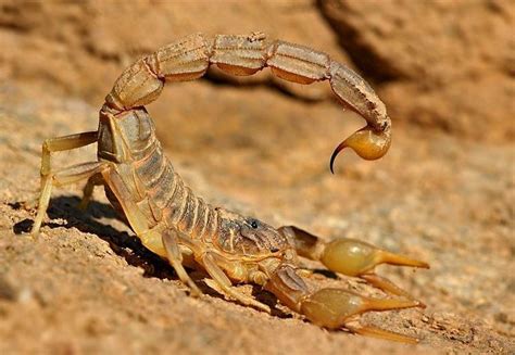 El Escorpi N N Ecocosas Picadura De Alacran Escorpion