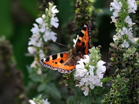 Schmetterling Falter Kostenloses Foto Auf Pixabay Pixabay