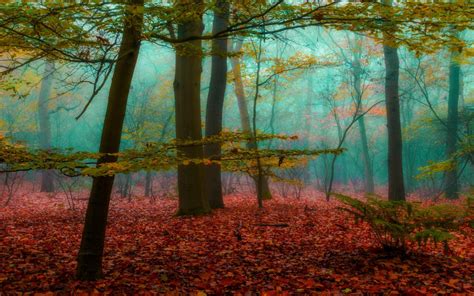 Fond d écran lumière du soleil des arbres paysage forêt tomber