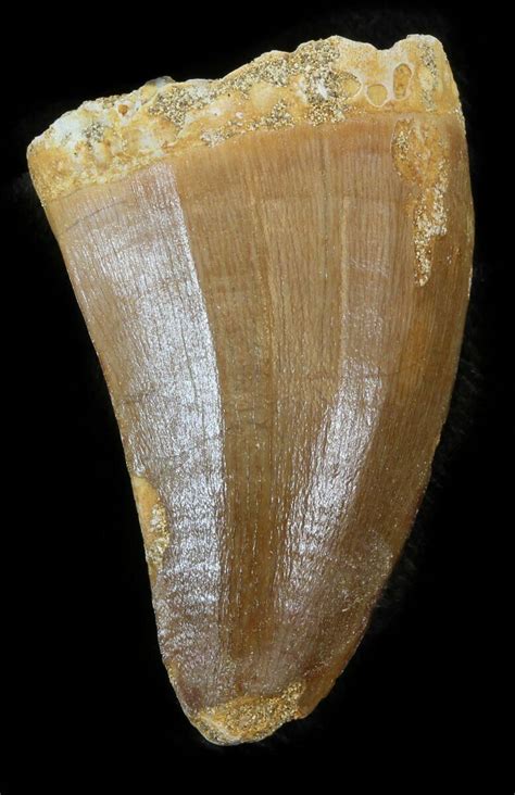1 6 Mosasaurus Tooth Morocco 43375 For Sale FossilEra