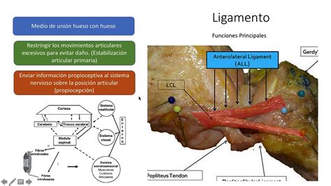 Biomecánica de Ligamentos y Tendones YouTube