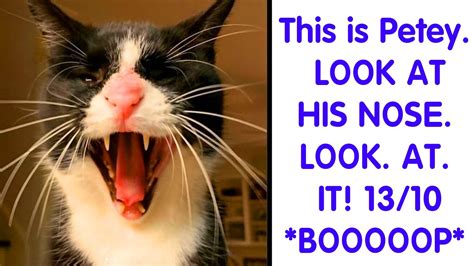 50 Times People Asked To Rate Their Cats And Got Hilariously Wholesome
