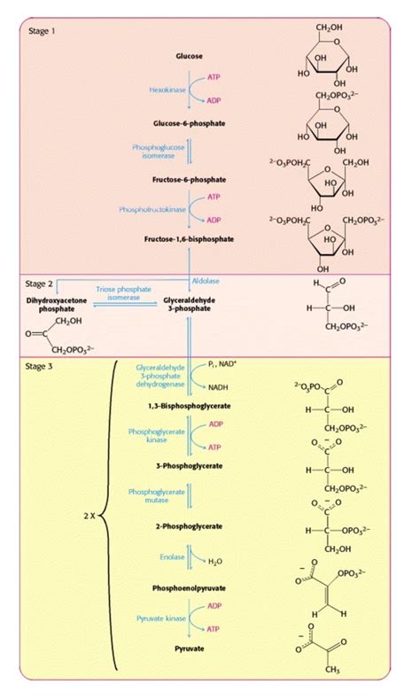 Lecture Glycolysis Diagram Quizlet