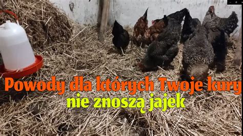 Dlaczego kury nie znoszą jajek Zobacz jak zwiększyć ich ilość