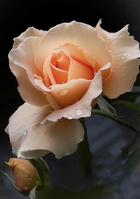 Épinglé par Vicki Nixon sur For the Home Fleurs Flore Lemy beauty