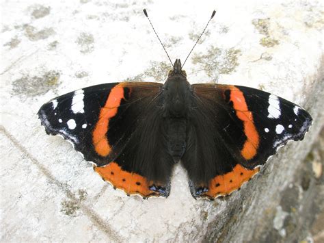 Simbolismo Y Significado De Ver Una Mariposa Negra Con Naranja