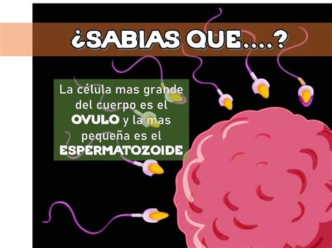 Dato CURIOSO Medicina Dr Jesus Sanchez UDocz