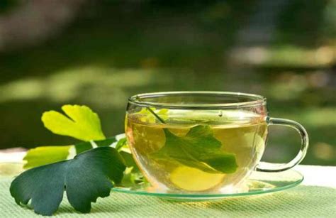 Les contre indications du ginkgo bilobé 6 étapes