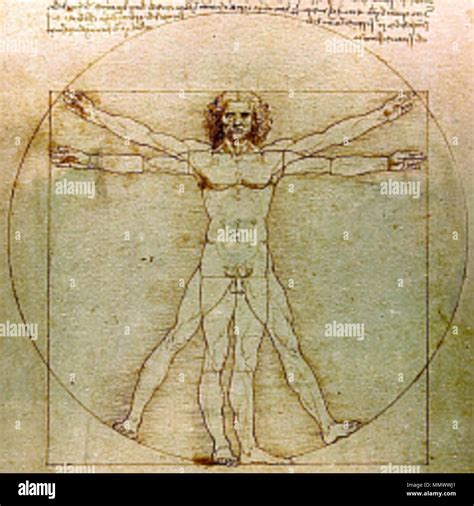 Hombre De Vitruvio De Leonardo Da Vinci Fotograf As E Im Genes De Alta