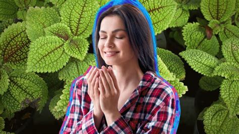 Cuál es la planta que atrae la paz y buenas amistades que según el