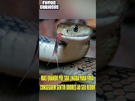 COISAS QUE VOCÊ NÃO SABIA EM 1 MINUTO comedy comedia shorts YouTube