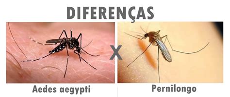 Mosquito da dengue e pernilongo aprenda a diferenciá los
