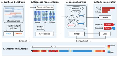 interpretable machine learning framework helps optimize chromosome design and synthesis