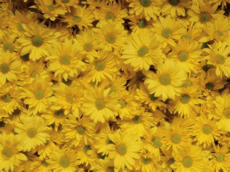 Flores amarillas por qué hoy 21 de marzo se regalan y qué significa