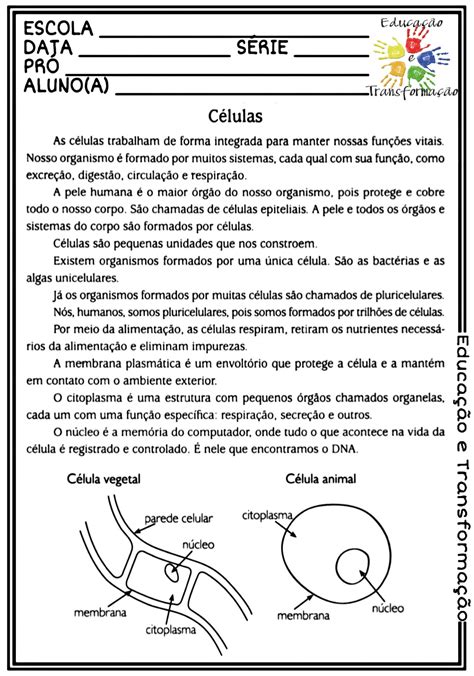 Exerc Cios Sobre C Lulas Ano
