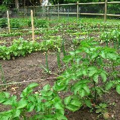 The Garden Is Full Of Green Plants In It S Own Fenced Off Area
