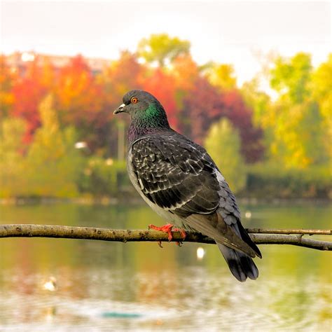 Taube Vogel Sitzend Kostenloses Foto Auf Pixabay Pixabay