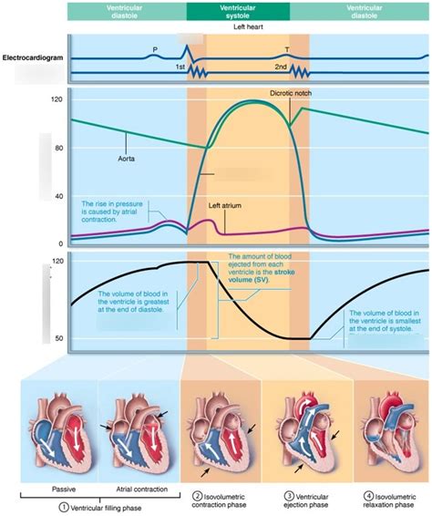 Cardiac Cycle Diagram Quizlet