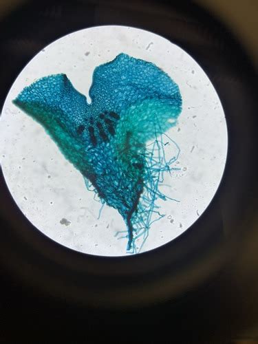 Lab Ferns Flashcards Quizlet