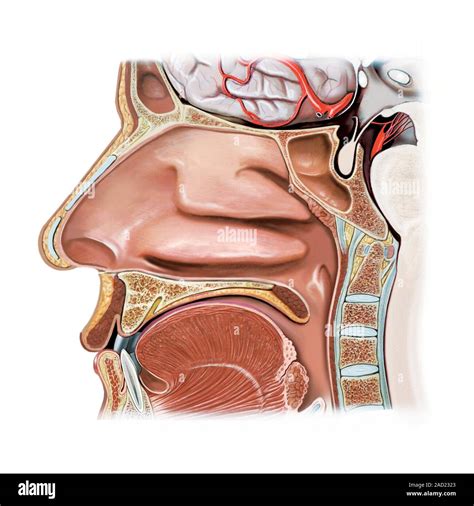 Ilustración de la parte superior del tracto respiratorio de la cavidad